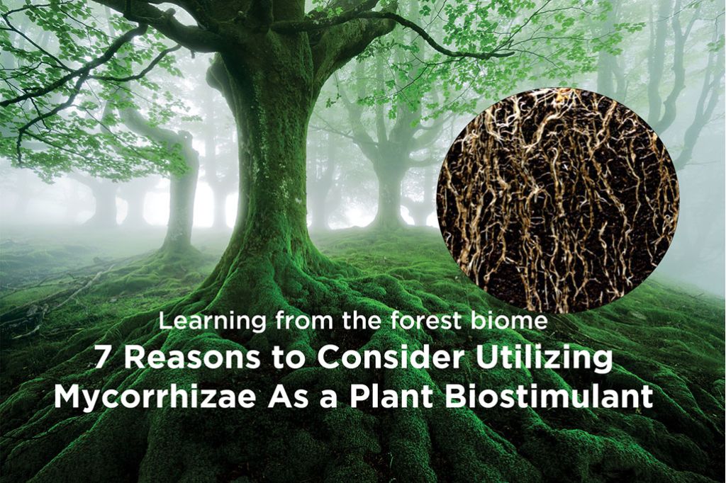 Improving nutrient use efficency through plant biostimulants ...