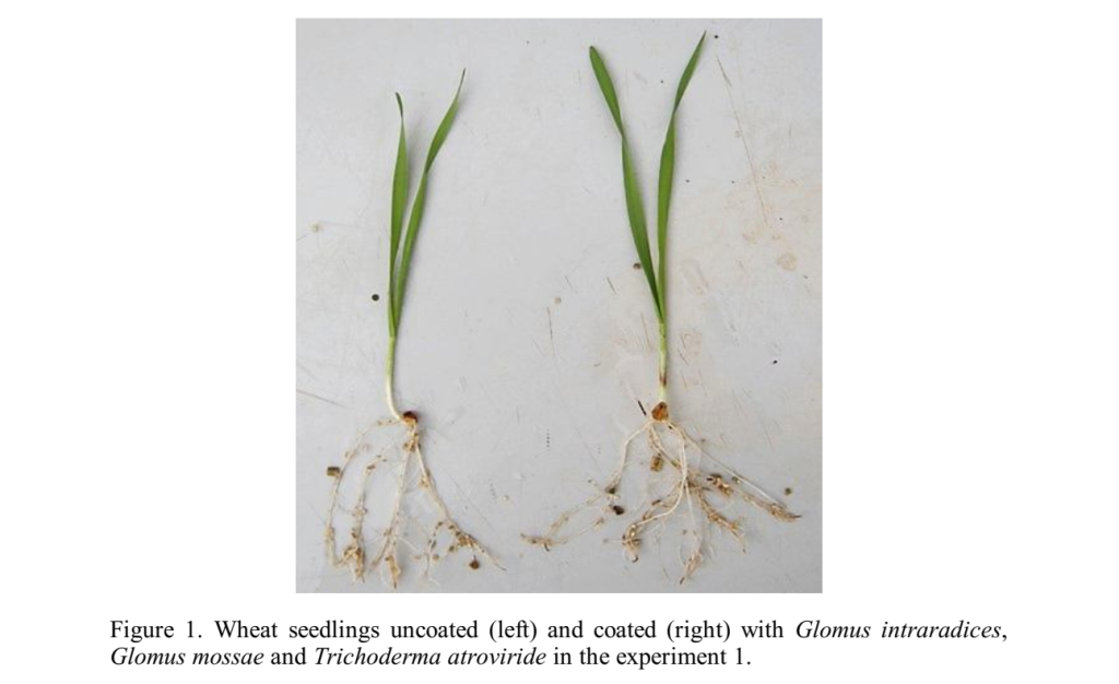 Blog 12 Seed Coating with AM and Trichoderma - Biostimulant.com