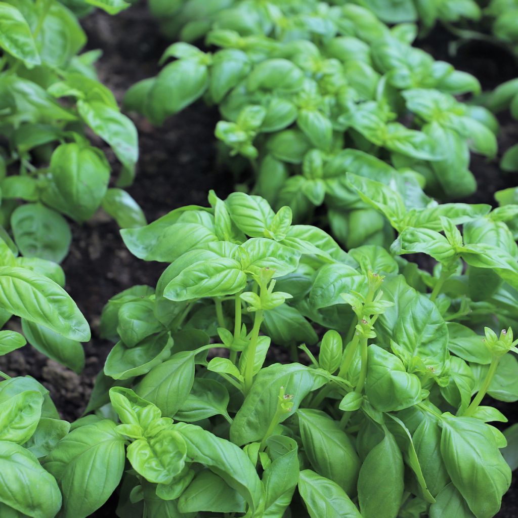 Copper with protein hydrolysate intensify the biostimulant effects ...