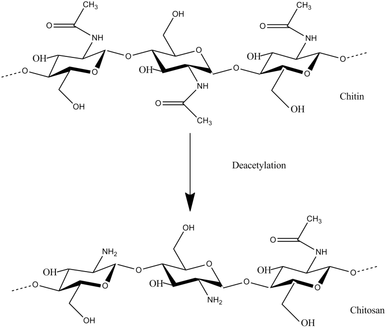 El quitosano como bioestimulante vegetal en la horticultura moderna ...