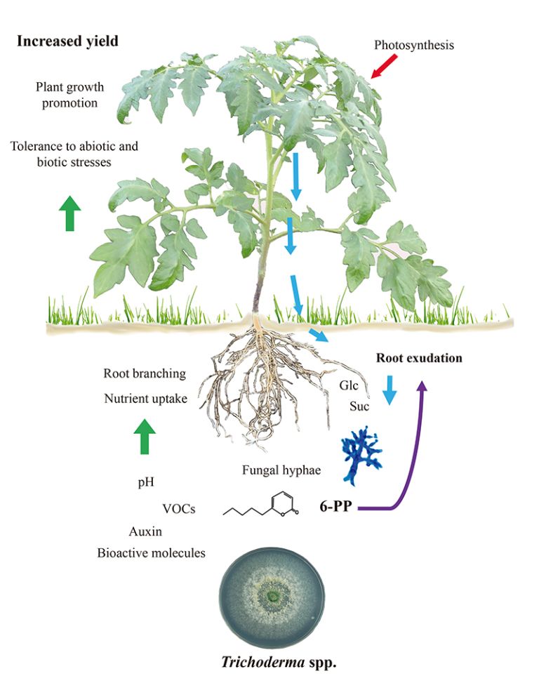 Deciphering the Trichoderma-plant dialog, importance of root exudates ...