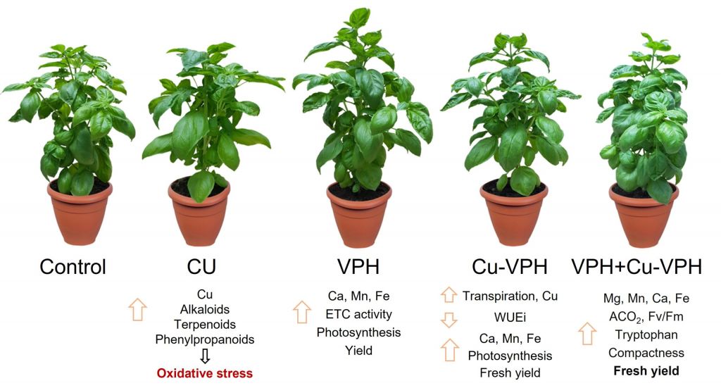 Copper with protein hydrolysate intensify the biostimulant effects? - Biostimulant.com