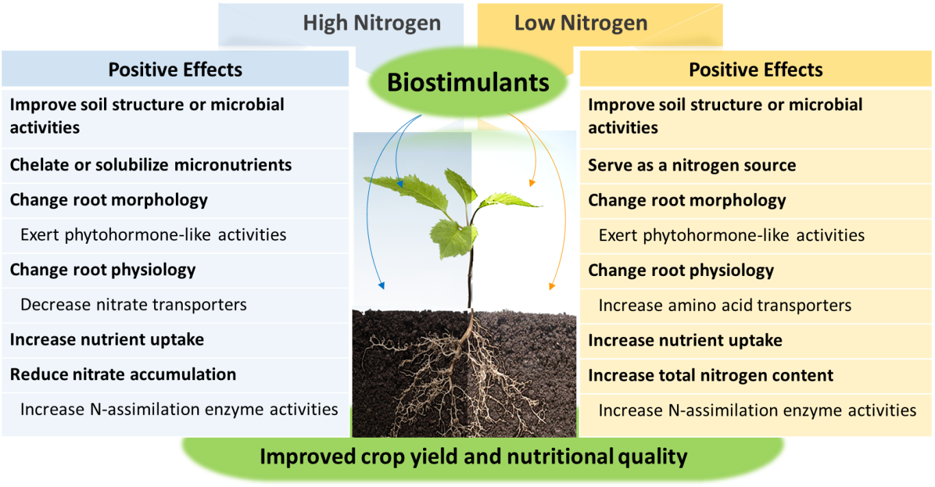 Biostimulants as a safeguard to plants against poor nitrogen supply ...