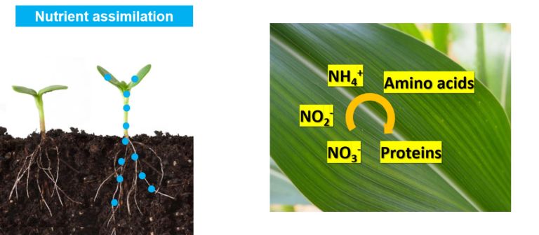 Improving nutrient use efficency through plant biostimulants ...