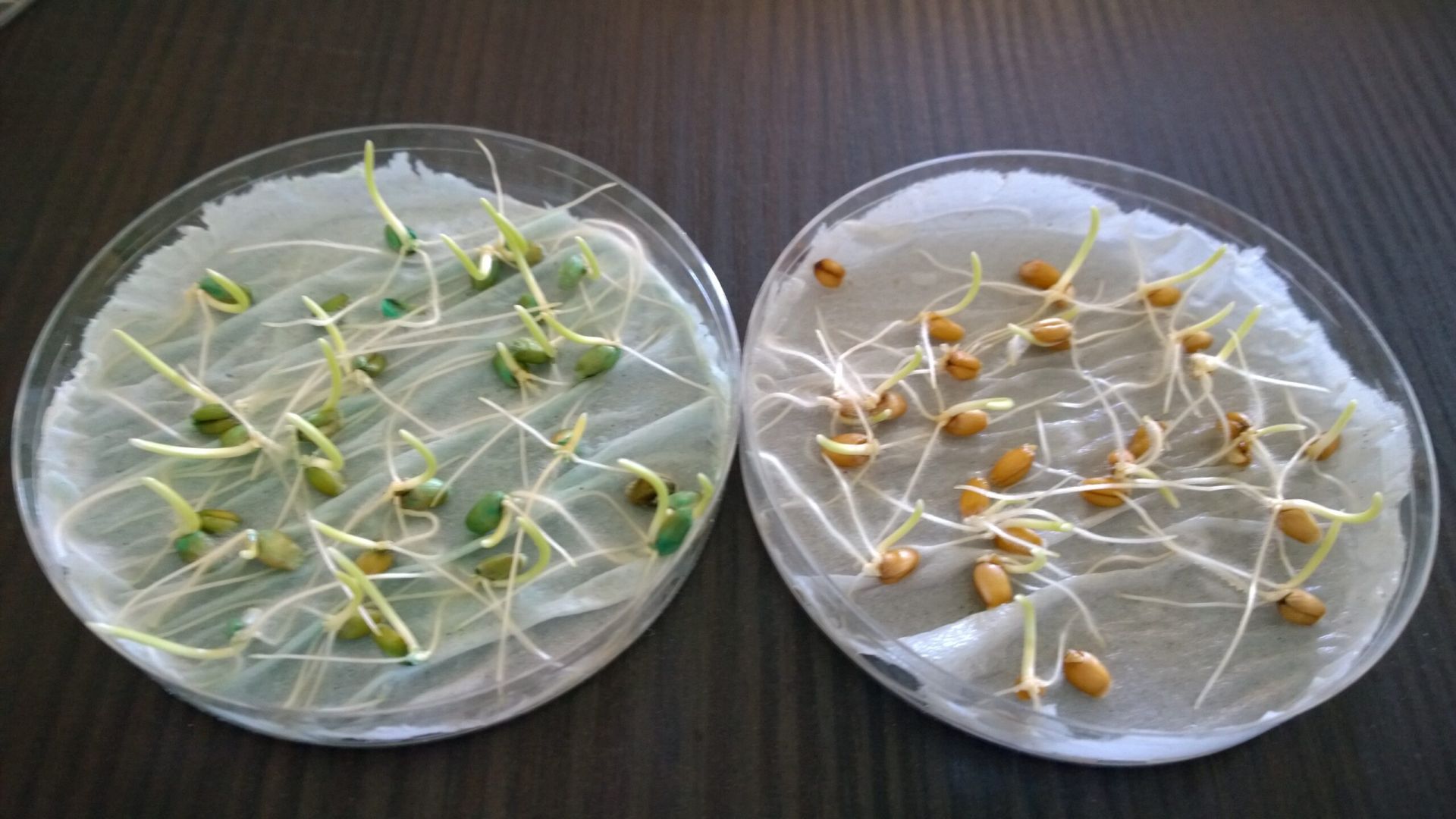 Seed Treatments With Microorganisms