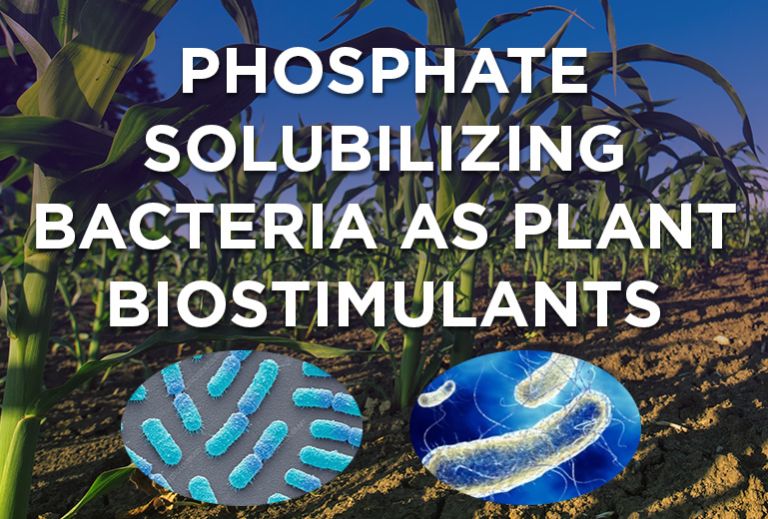 Les bactéries solubilisant le phosphate comme biostimulants pour les ...