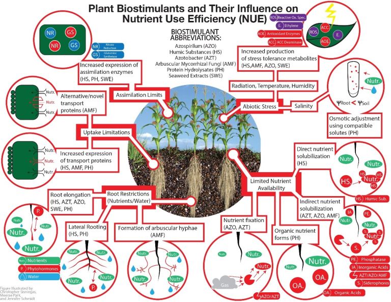 Blog 13 Rise of Biostimulants - Biostimulant.com