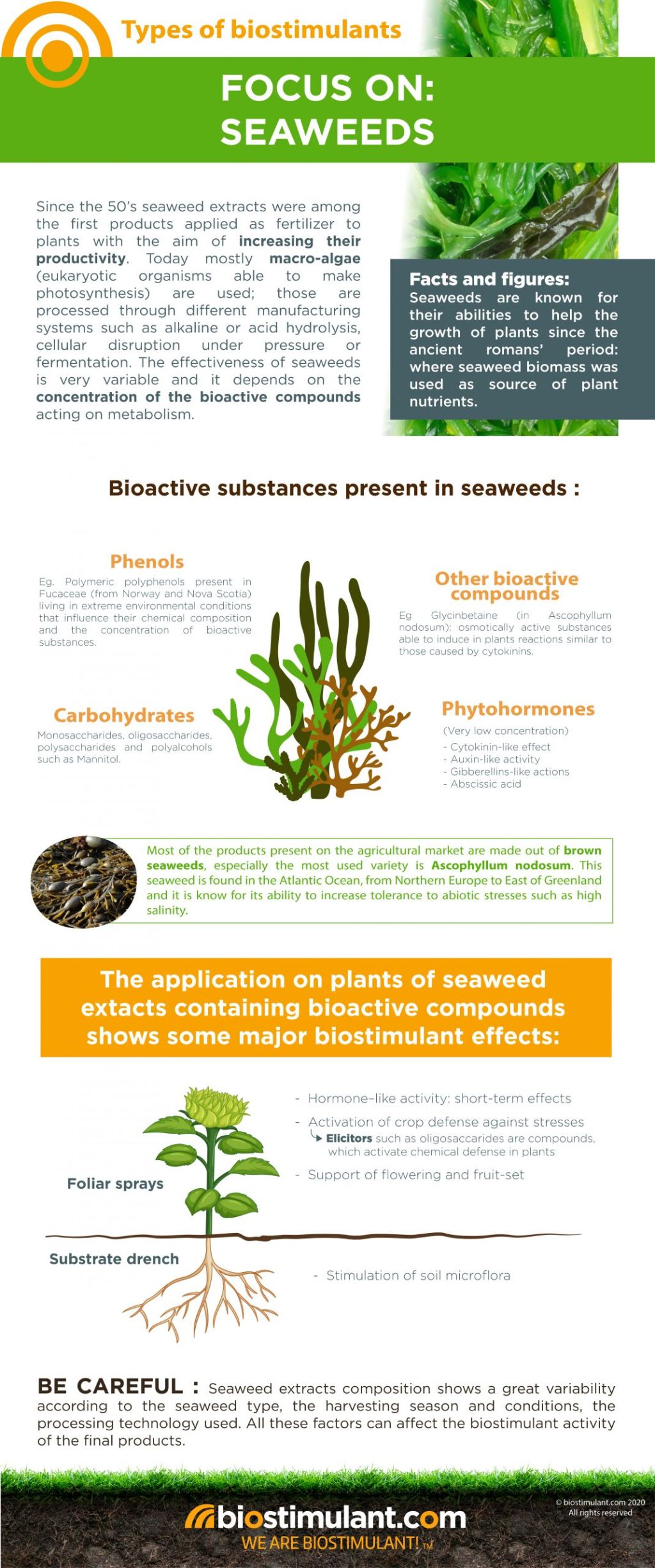 Blog 10 FOCUS ON: Seaweeds - Biostimulant.com
