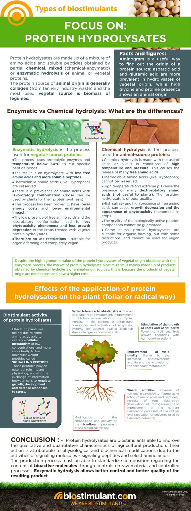Blog 14 FOCUS ON: Protein Hydrolysates - Biostimulant.com