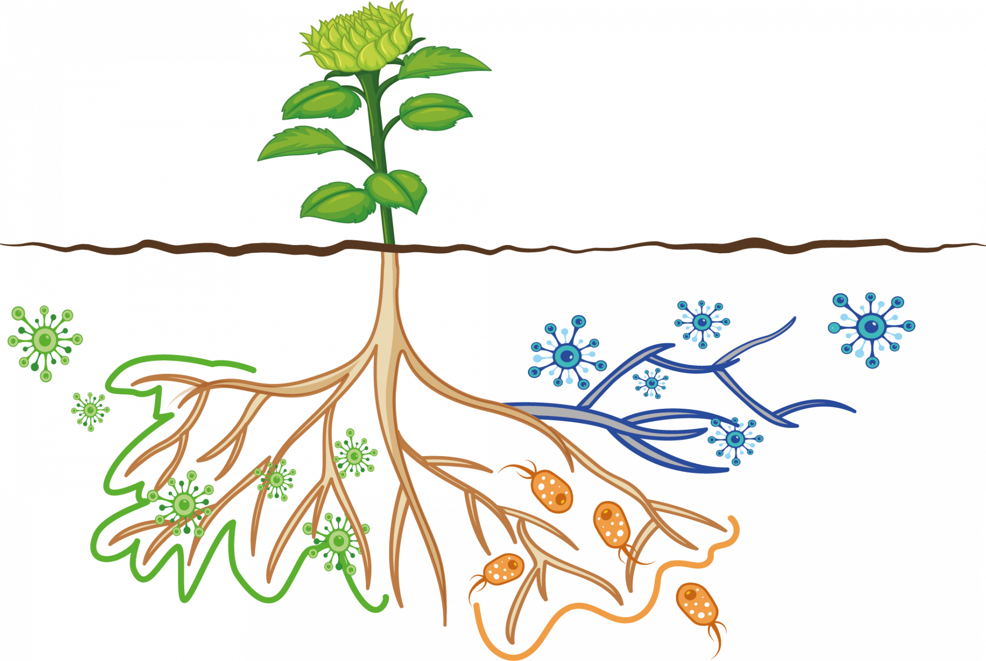 BIOSTIMULANT.COM Focus on : Beneficial micro-organisms- Biostimulant.com