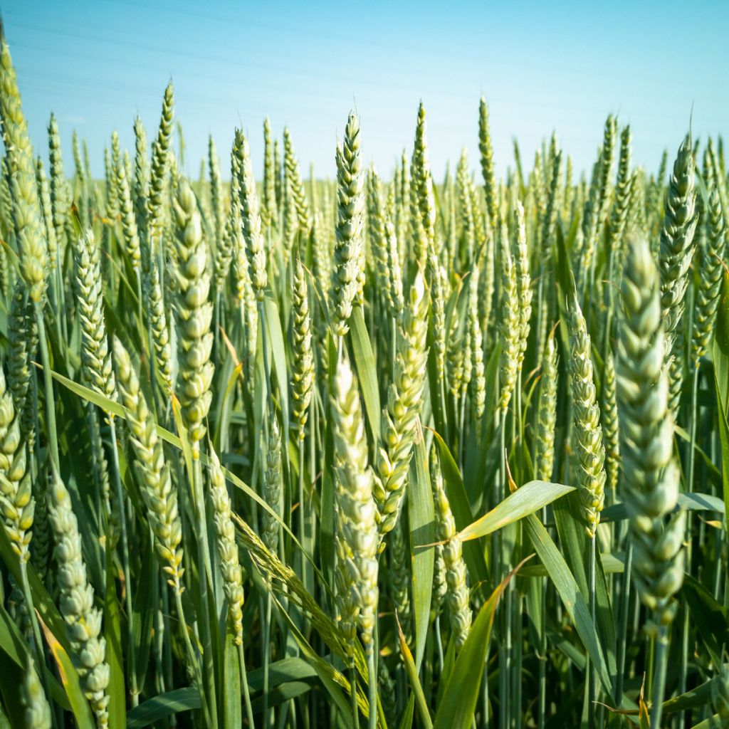 The role of Silicon in Agriculture. Part 1 - Biostimulant.com