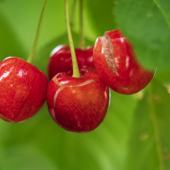 The use of biostimulants to control berry cracking in sweet cherry ...