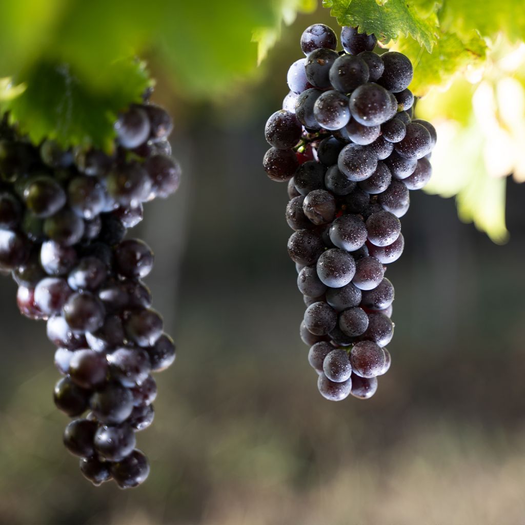 Role of foliar biostimulants on grapevine - Biostimulant.com