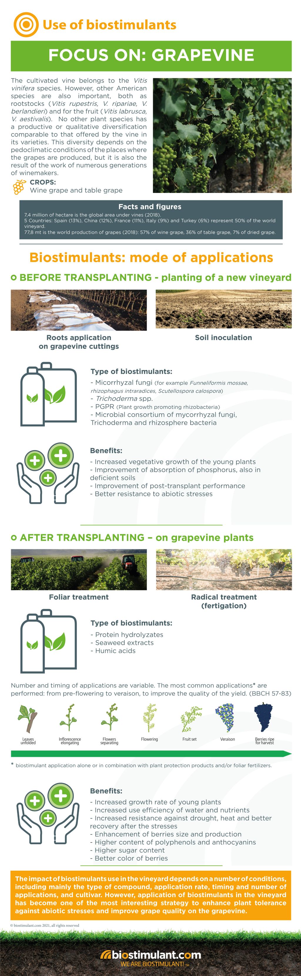 Blog 23 FOCUS ON: GRAPEVINE - Biostimulant.com