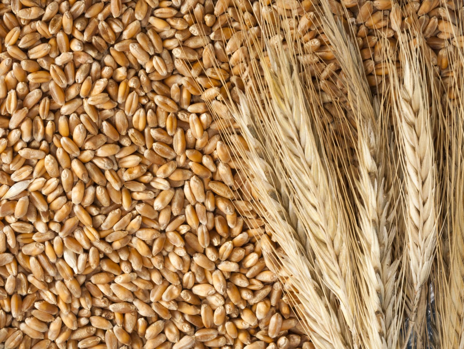 Traitements des semences avec des micro-organismes - Biostimulant.com