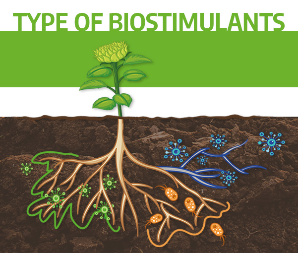 BIOSTIMULANT.COM Focus on : Beneficial micro-organisms- Biostimulant.com